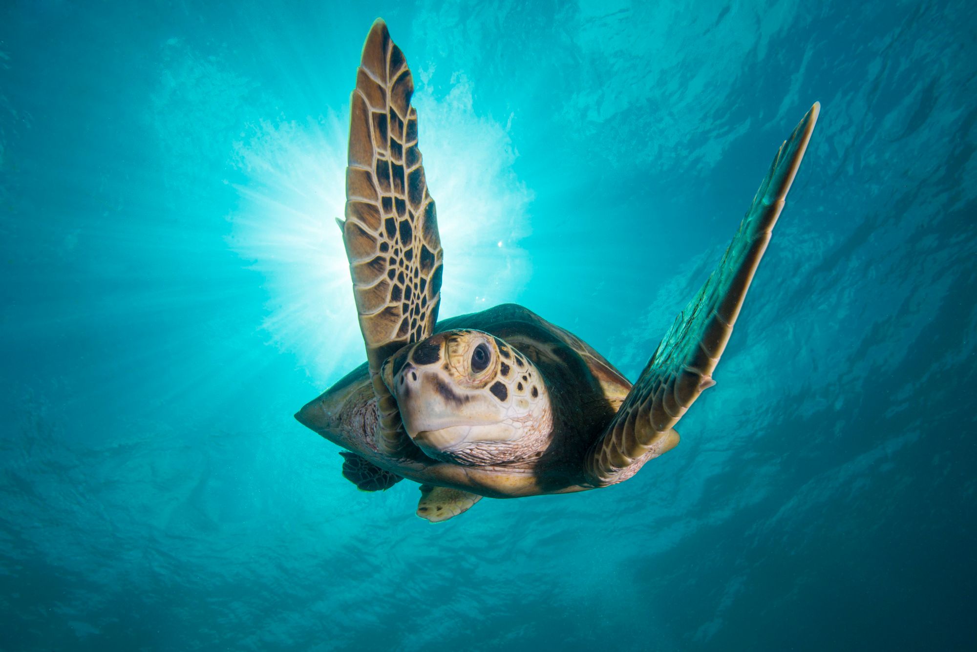 Unboxing: Blue Planet II (4K) - The Based Update